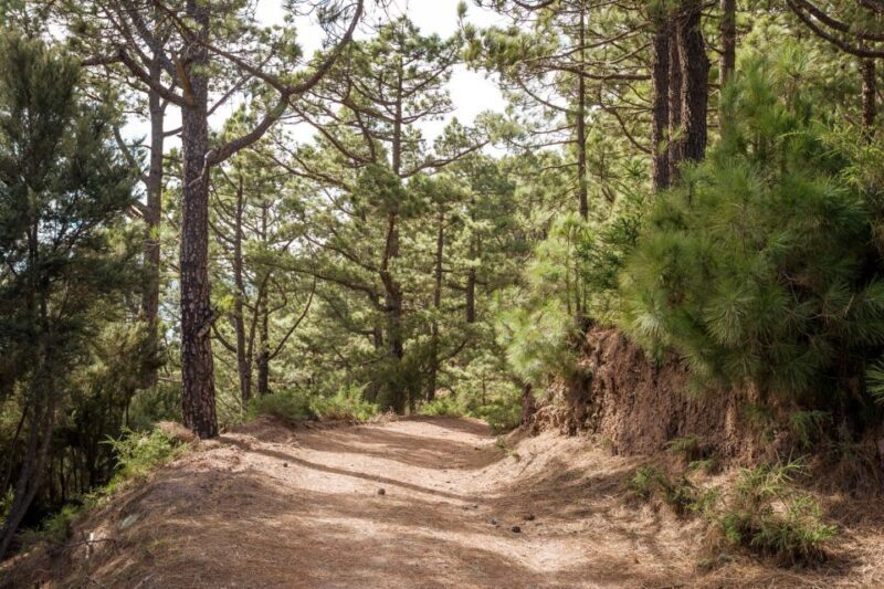 From Santa Cruz: Teide Volcano, Icod, & Garachico Tour - Who Will Love This Tour?