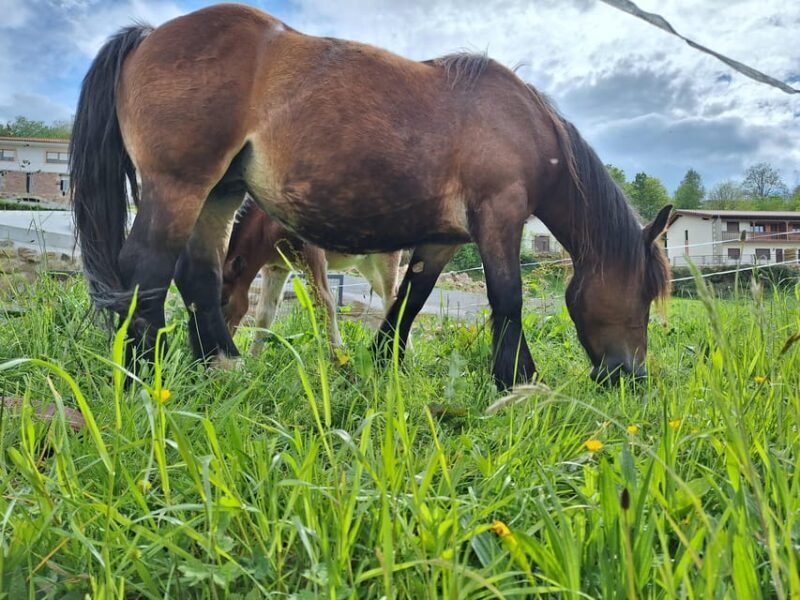 from Santander: Fascinating Saint Sebastian of Garabandal - The Mountain Landscape of Saja Nansa Nature Park