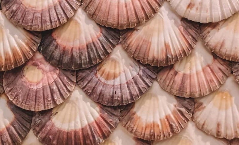 From Santiago: Rías Baixas Tour with boat trip and winery - An In-Depth Look at the Rías Baixas Tour