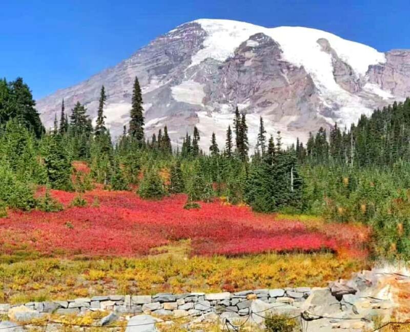 From Seattle: Mount Rainier National Park 1-Day Tour