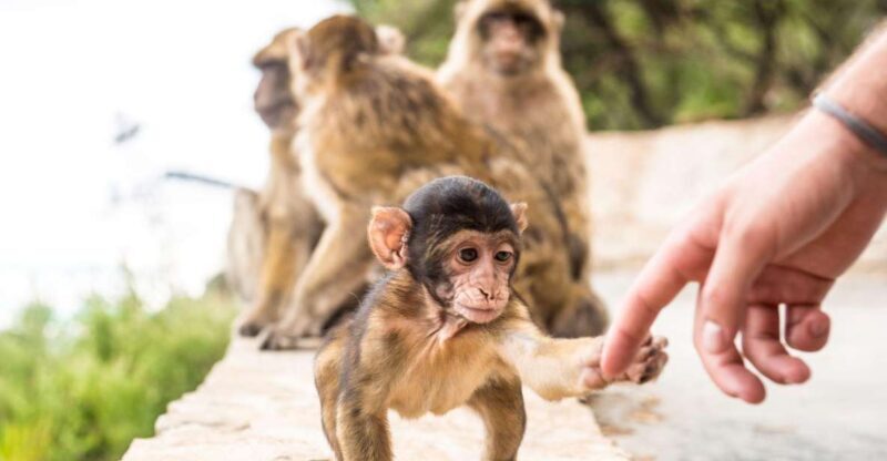 From Seville: Day Trip to Gibraltar - Practical Tips and Considerations