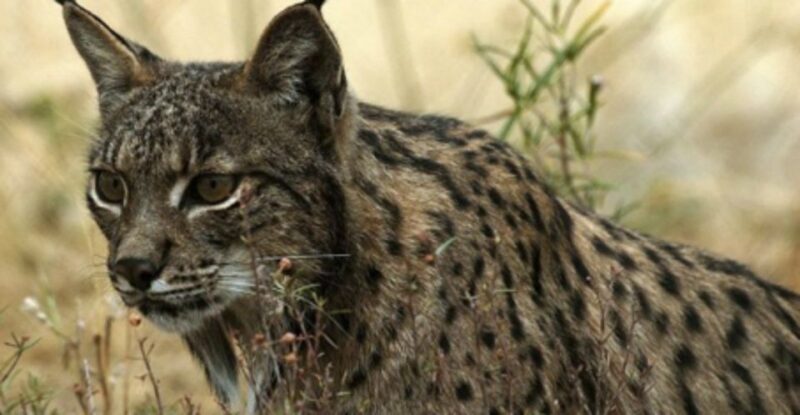 From Seville: Doñana, El Rocio, and Matalascañas Beach Tour - Who Should Consider This Tour?