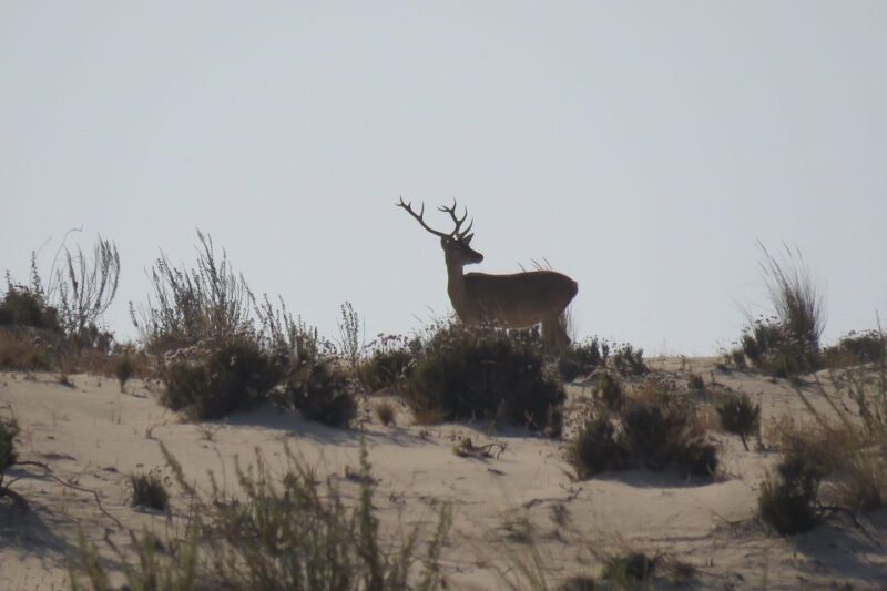 From Seville: Doñana National Park Day Trip - Wildlife, Flora, and Fauna