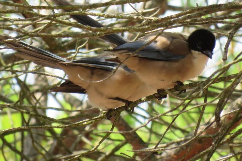 From Seville: Doñana National Park Day Trip - Practical Details and Comfort