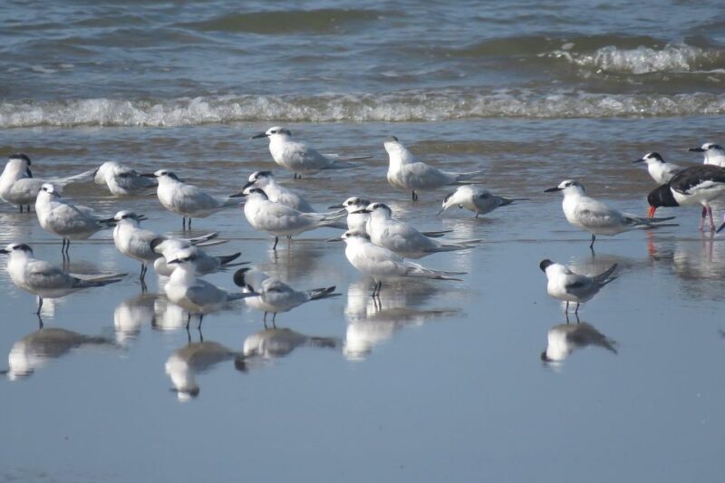 From Seville: Doñana National Park Day Trip - Final Thoughts: Is It Worth It?