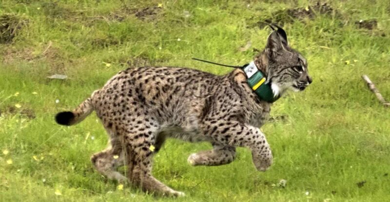 From Seville: Doñana Natural Park, El Rocio and Matalascañas - Key Points