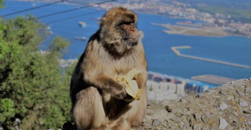 From Seville: Full-Day Trip to Gibraltar - The Value for Money