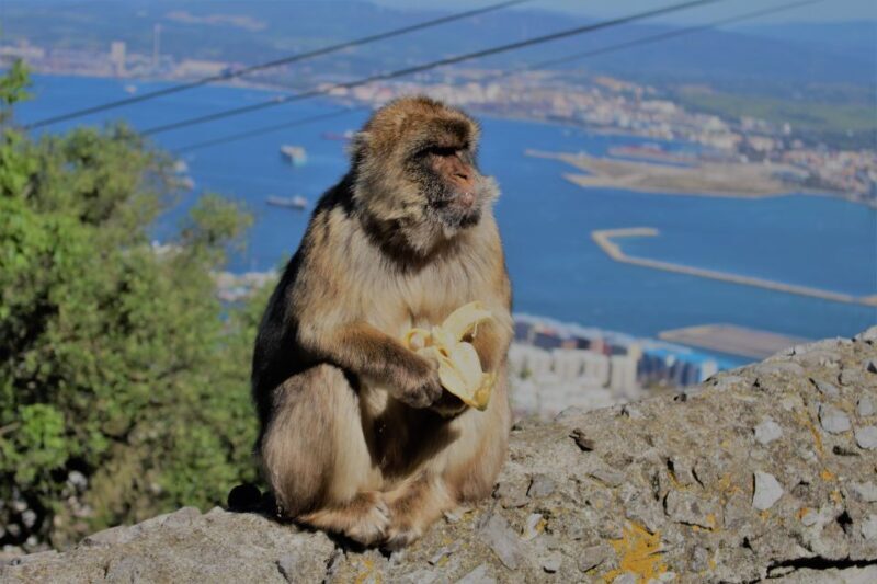 From Seville: Full-Day Trip to Gibraltar - The Sum Up