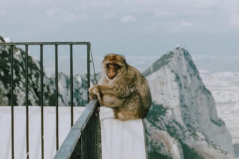 From Seville: Gibraltar Day Trip - Key Points