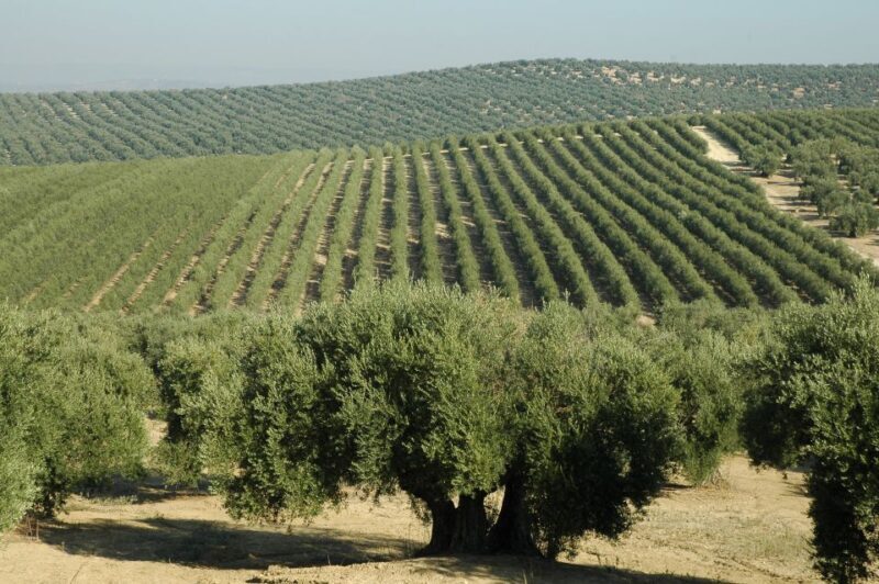 From Seville: Olive Oil Farm Tour - Critical Considerations