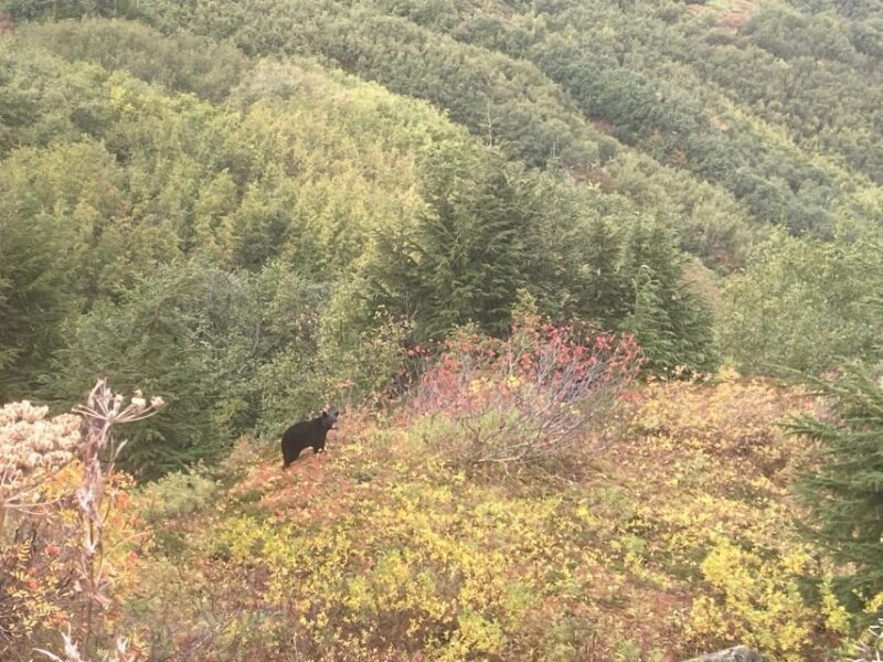 From Seward: 6-hour Wilderness Hiking Tour - The Experience for Different Types of Travelers