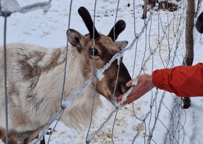 From Seyðisfjörður Port: Stuðlagil Canyon and Reindeer Park - An In-Depth Look at the Tour Experience
