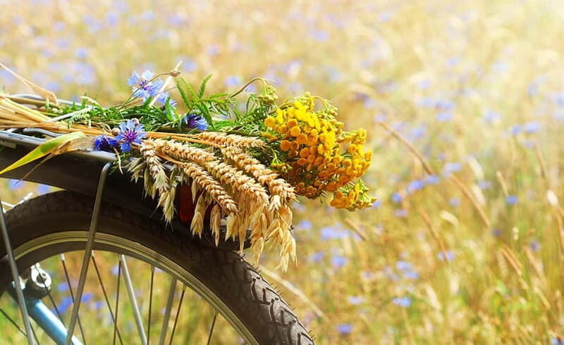 From Siena: Chianti Electric Bike Tour - An In-Depth Look at the Tour Experience  