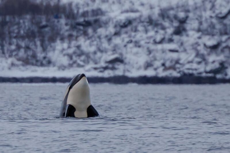 From Skjervøy: Whale Watching in a Heated Cabin Cruiser - An In-Depth Look at the Whale Watching Tour