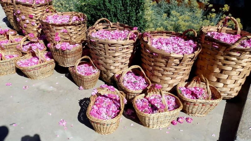 From Sofia: The Rose Valley & Koprivshtitsa 12 hrs Day Tour - A Deep Dive into the Tour Experience