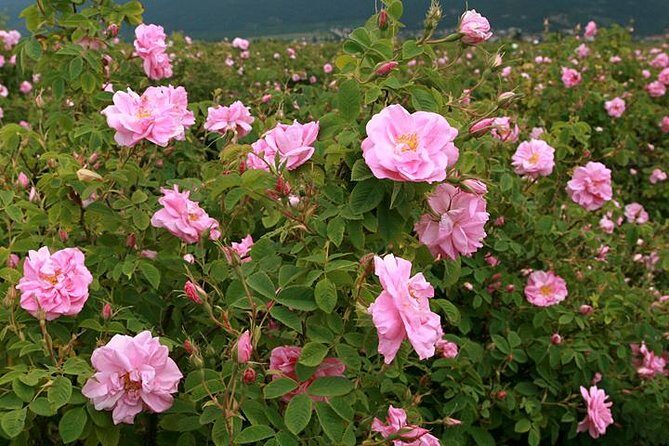 From Sofia:The Valley of the Roses&Koprivshtitsa Small Group Tour - FAQ