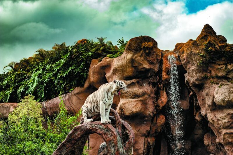 From South Tenerife: Loro Park Zoo Ticket & Hotel Transfers - The Sum Up: Who Will Love This Tour?