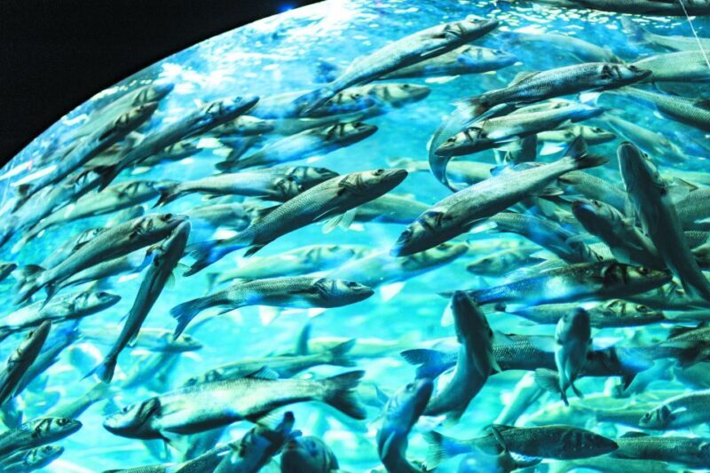 From South Tenerife: Loro Park Zoo Ticket & Hotel Transfers - FAQ