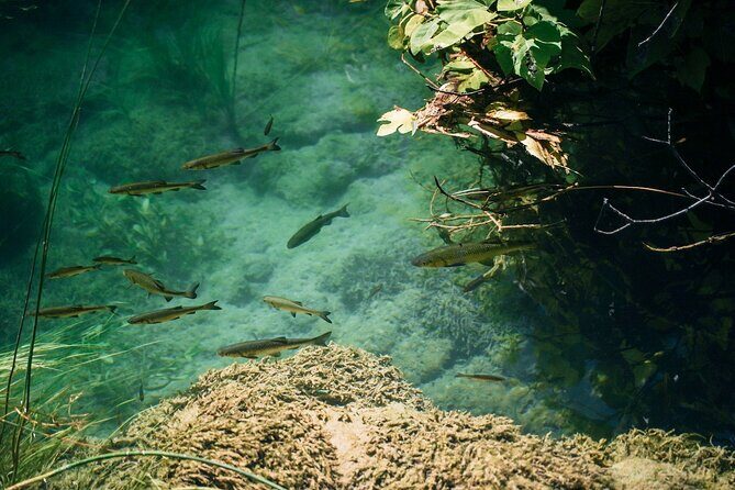 From Split: Krka Waterfalls, Food & Wine Tasting Tour - Final Thoughts