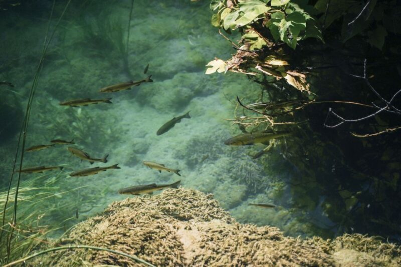 From Split: Krka Waterfalls, Food & Wine Tasting Tour - FAQs