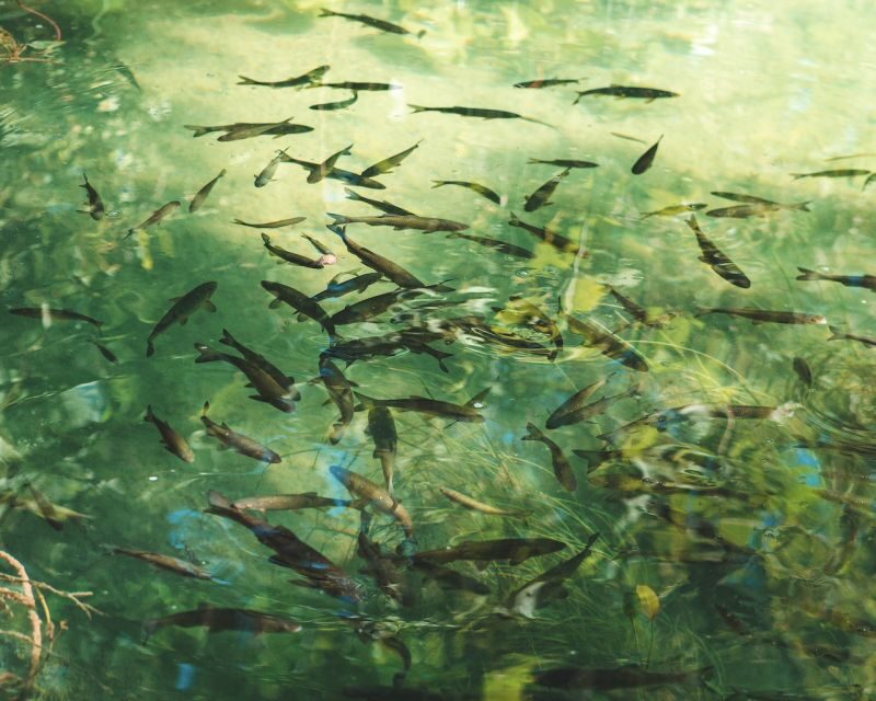 From Split: Krka Waterfalls Tour with Boat Cruise & Swimming - The Charm of Skradin