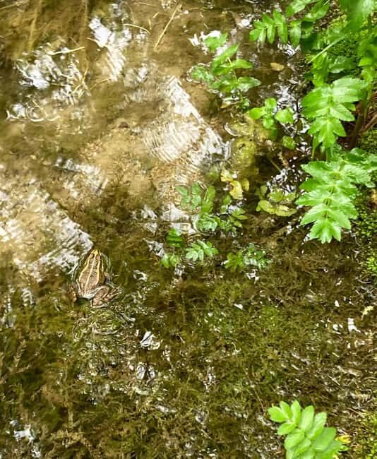 From Split: Krka Waterfalls with Wine & Cheese Tasting Tour - The Scenic River Boat Ride