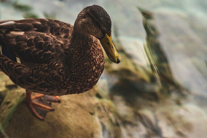 From Split: Self-Guided Plitvice Lakes Day Tour with Boat Ride - Frequently Asked Questions (FAQs)