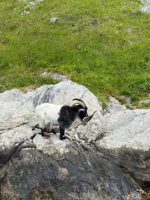 From Stavanger: Lysefjorden & Pulpit Rock Safari by RIB - Key Points