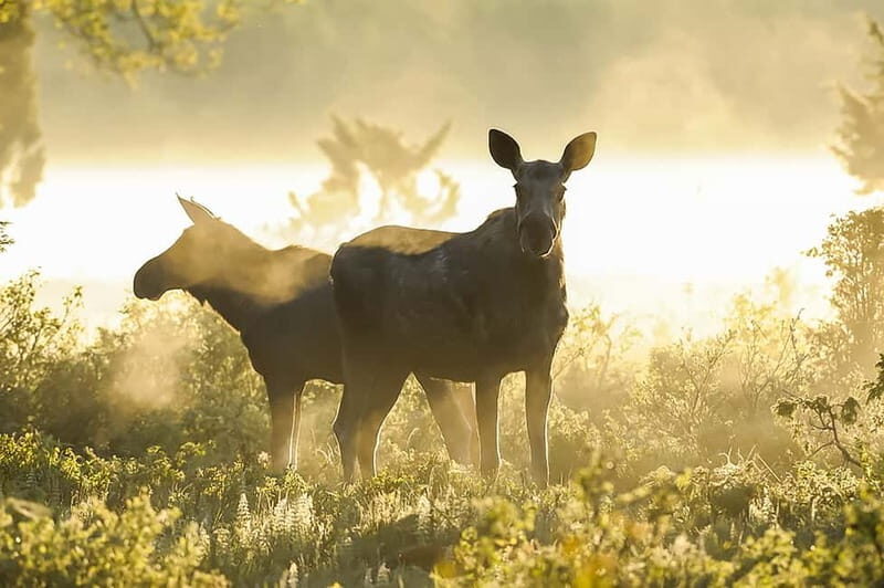 From Stockholm: Moose & Wildlife Safari with Campfire Dinner - Authentic Insights from Reviews