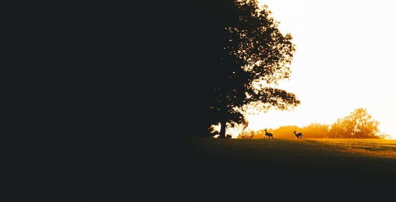 From Stockholm: Moose & Wildlife Safari with Campfire Dinner - Who Should Consider This Tour?