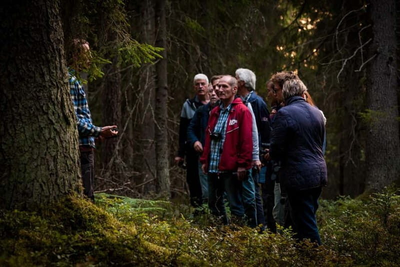 From Stockholm: Moose & Wildlife Safari with Campfire Dinner - The Sum Up