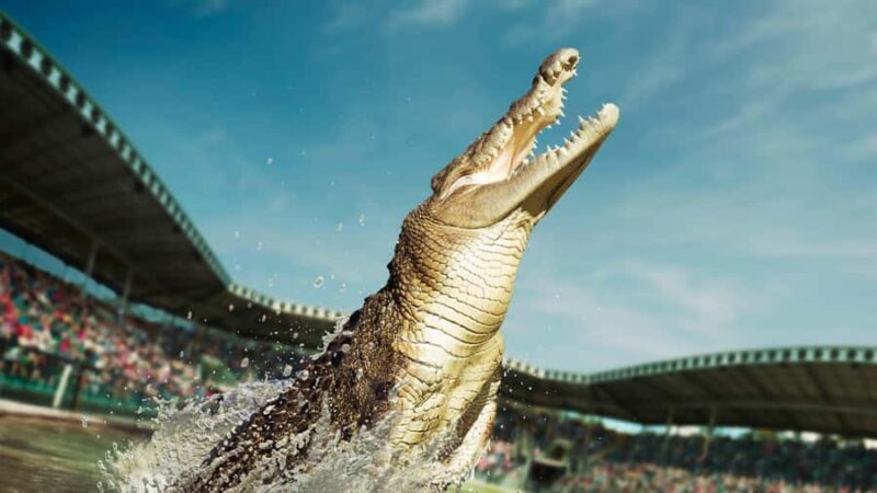 From Sunshine Coast: Australia Zoo Entry Ticket and Transfer - The Self-Guided Tour – Why It Works