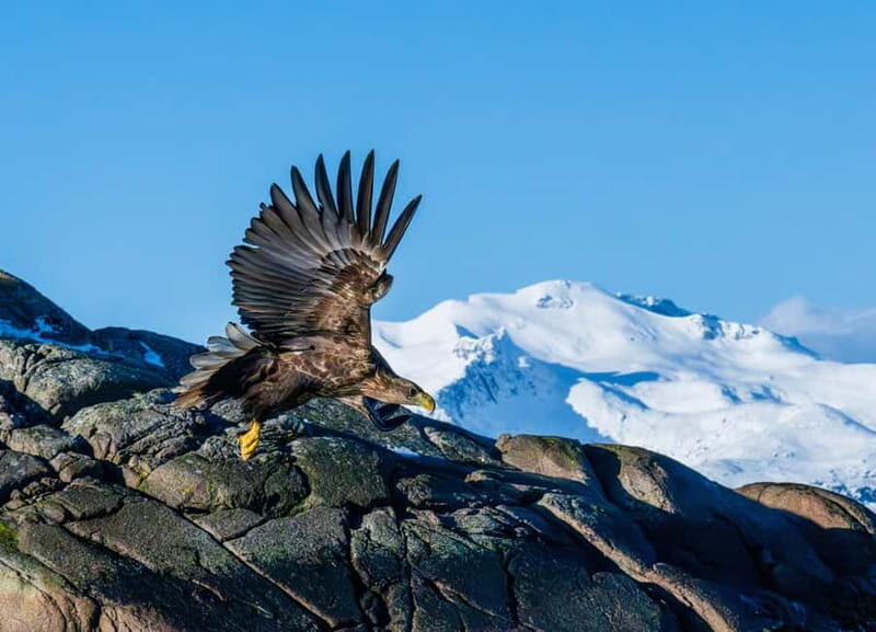 From Svolvær: Lofoten Trollfjord Cruise & Sea Eagle Safari - Final Thoughts: Is It Worth It?