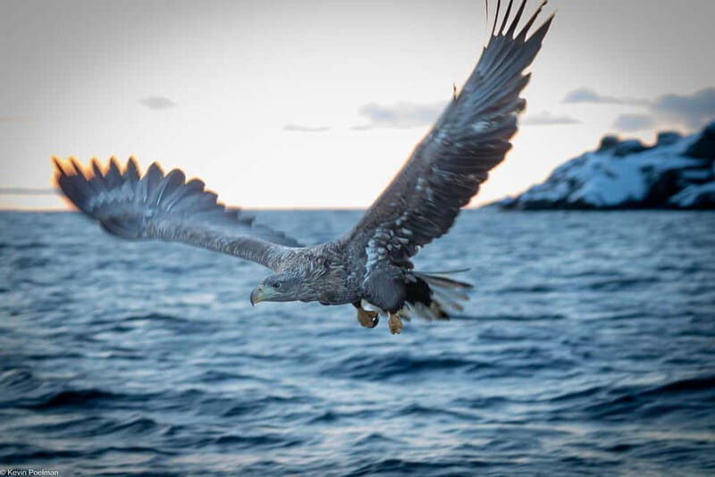 From Svolvær: RIB Boat Lofoten Trollfjord Sea Eagle Safari - Key Points