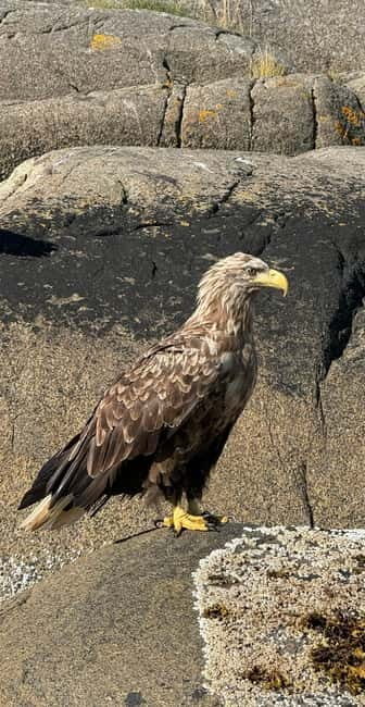 From Svolvær: RIB Boat Lofoten Trollfjord Sea Eagle Safari - Frequently Asked Questions