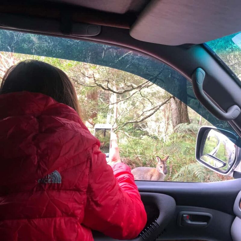 From Sydney: 2-Day Blue Mountains Camping 4WD & River Cruise - FAQ