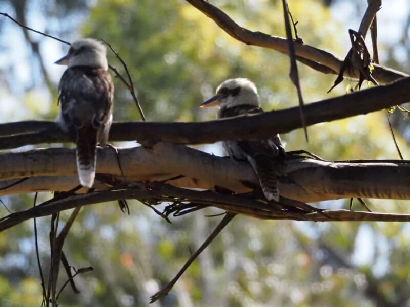 From Sydney: Australian Wildlife Safari with Lunch & Dinner - Introduction
