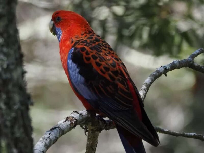 From Sydney: Australian Wildlife Safari with Lunch & Dinner - Key Points