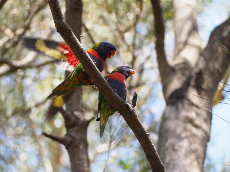 From Sydney: Australian Wildlife Safari with Lunch & Dinner - Transportation, Group Size, and Value