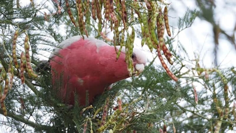 From Sydney: Australian Wildlife Safari with Lunch & Dinner - Who Is This Tour Best For?