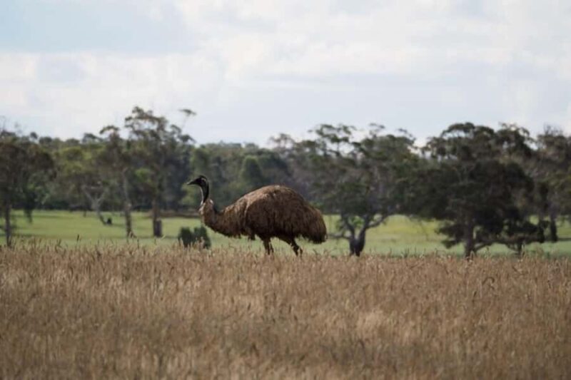 From Sydney: Australian Wildlife Safari with Lunch & Dinner - The Sum Up