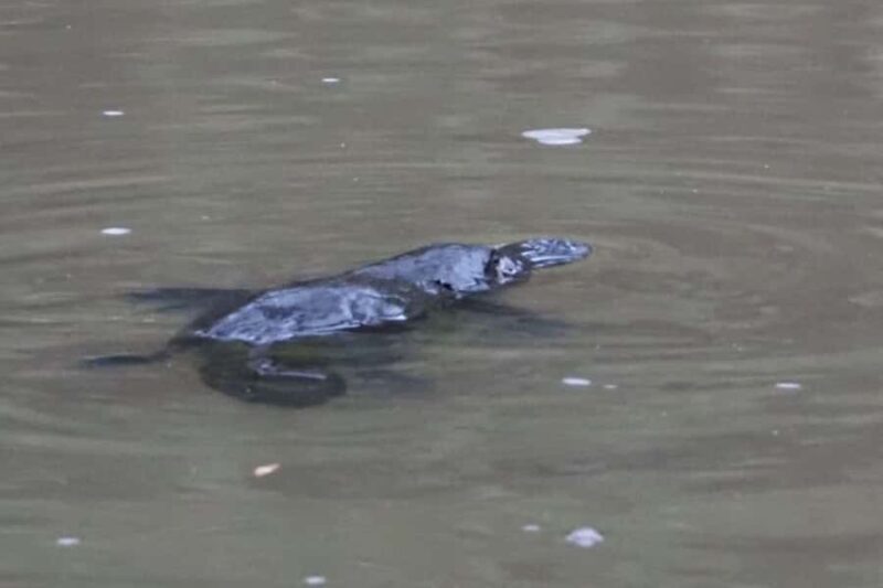 From Sydney: Australian Wildlife Safari with Lunch & Dinner - FAQ