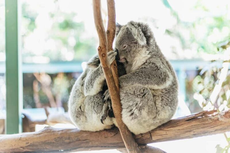 From Sydney: Blue Mountains Full-Day Trip - Exploring the Itinerary and Highlights