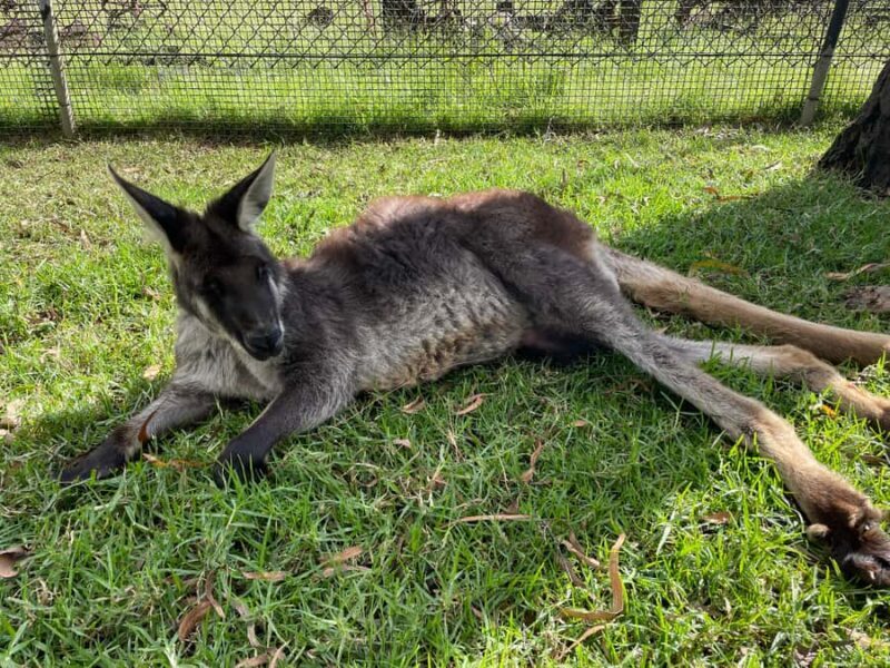 From Sydney: Blue Mountains Small-Group Tour Picnic & Hike - Price and Value Analysis