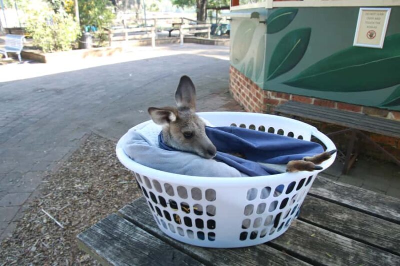 From Sydney: Blue Mountains Small-Group Tour Picnic & Hike - FAQ