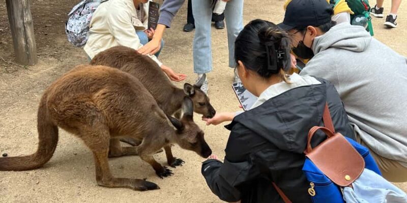 From Sydney: Blue Mountains, Sydney Zoo & Walking Tour - Key Points