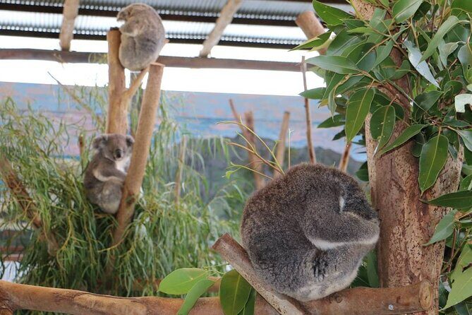 From Sydney: Blue Mountains with Zoo, Koala Photo & Scenic World - Final Thoughts