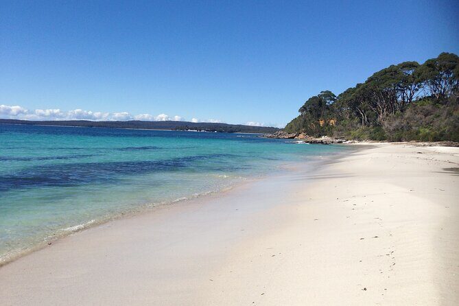 From Sydney: Day Tour to Jervis Bay with Beaches and Koalas - Who Will Love This Tour?