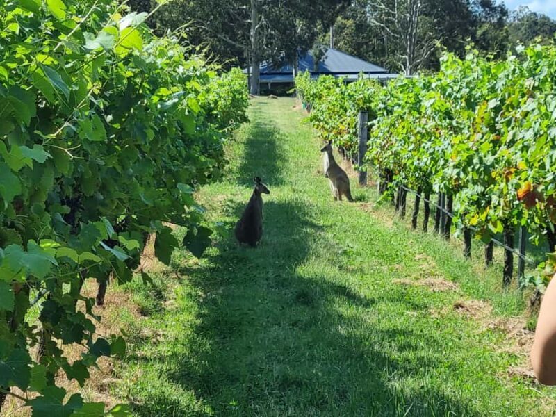 From Sydney: Hunter Valley Beer & Wine Group Tour - Key Points