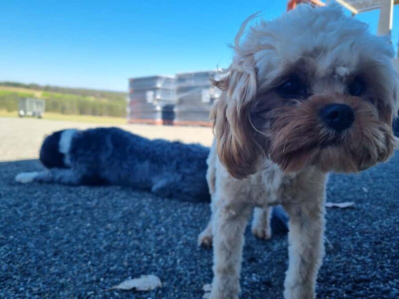 From Sydney: Hunter Valley Beer & Wine Group Tour - First Tasting & Lunch